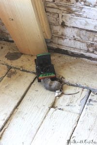 Jawz Mouse Traps Product Review - Life Should Cost Less
