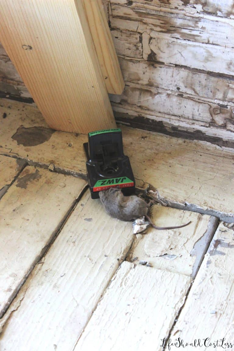 Jawz Mouse Traps Product Review - Life Should Cost Less